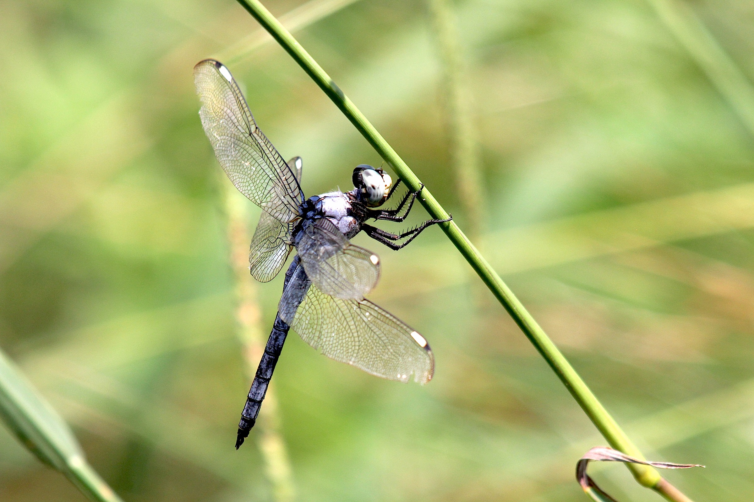 Berry Springs Dragonflies